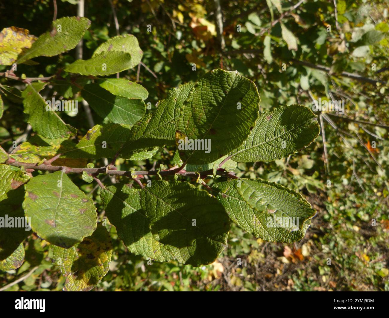 Eared Willow (Salix aurita Stock Photo - Alamy