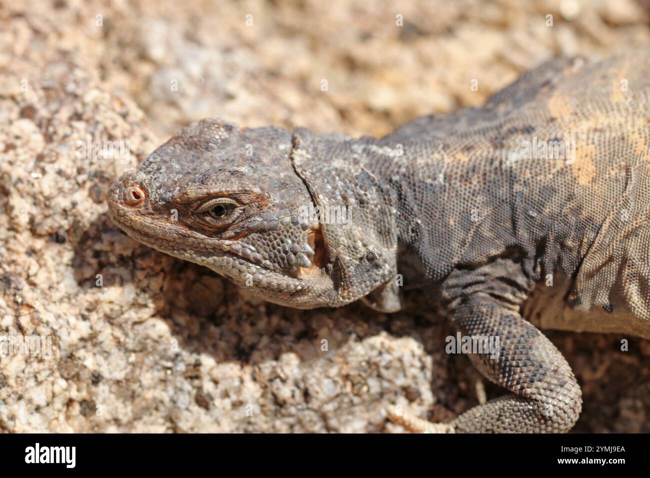 Animals wildlife nature reptile reptiles lizard lizards chuckwallas ...