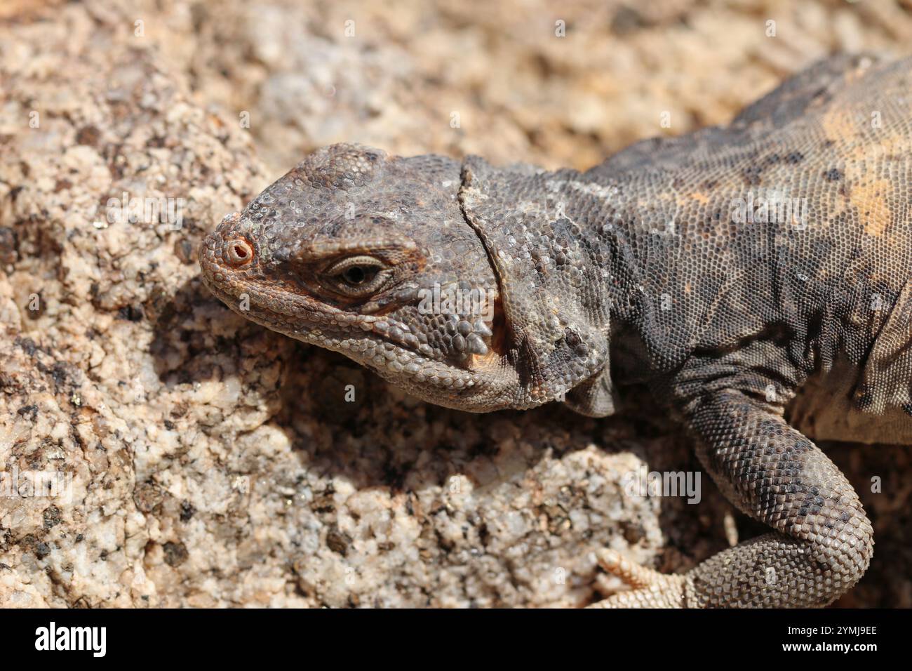 Common Chuckwalla Lizard, Sauromalus ater Stock Photo - Alamy