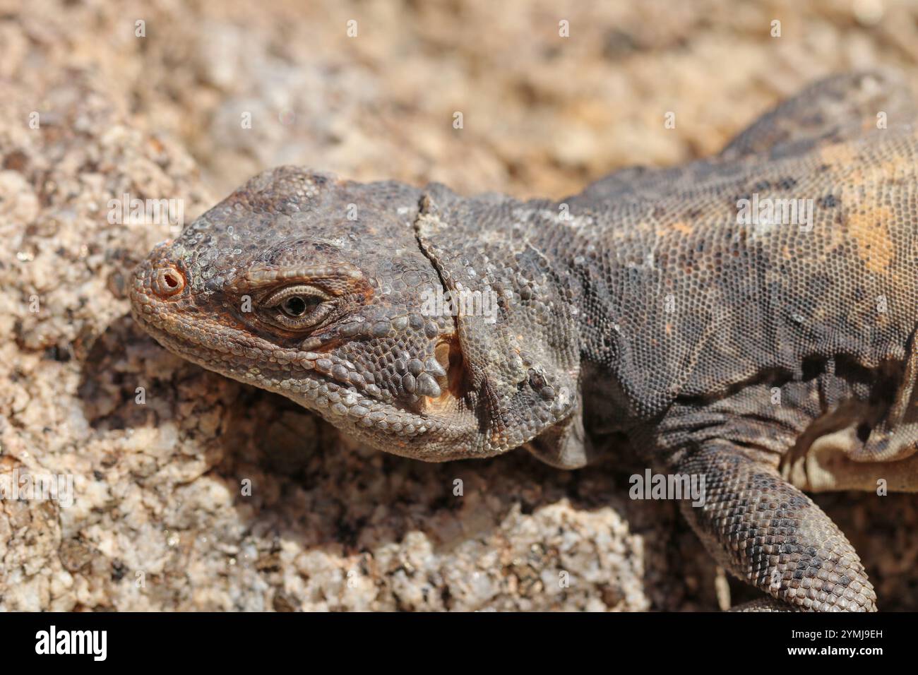 Close Up of Head of Chuckwalla Lizard, Sauromalus ater Stock Photo - Alamy