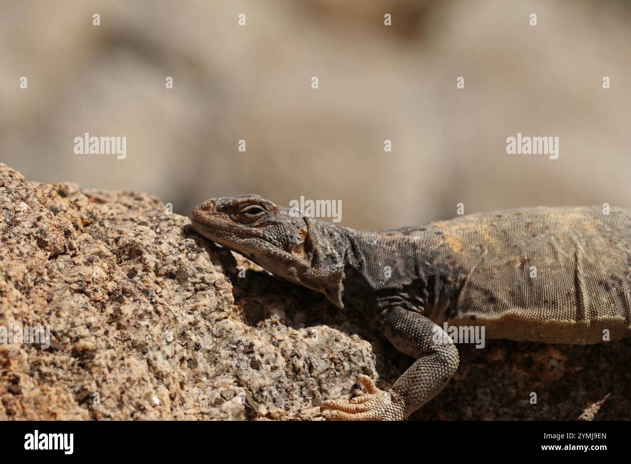 Reptile on granite boulder hi-res stock photography and images - Alamy
