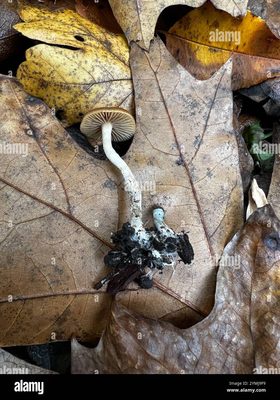 Wavy Cap (Psilocybe cyanescens Stock Photo - Alamy