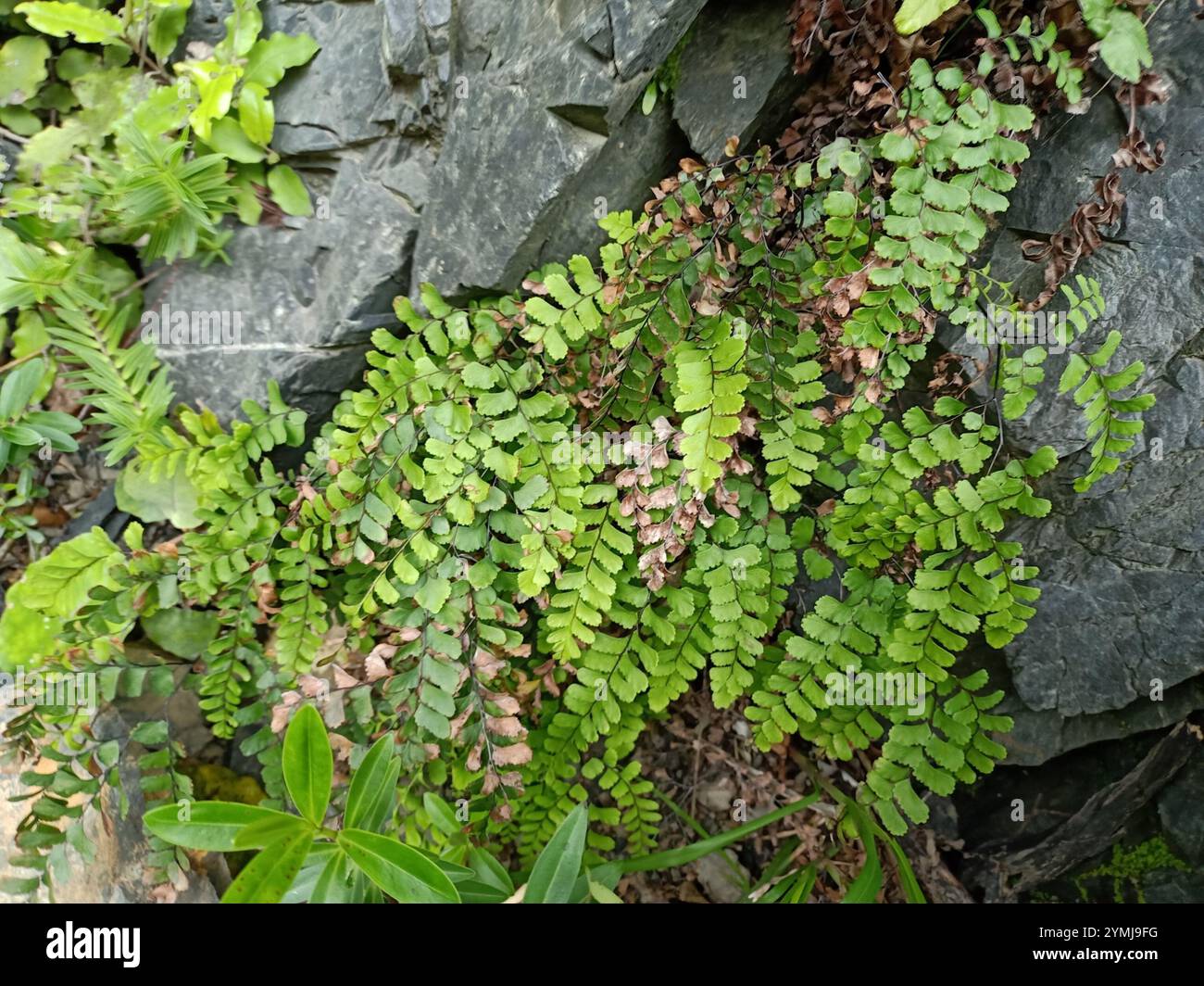 Cunningham's maidenhair (Adiantum cunninghamii Stock Photo - Alamy