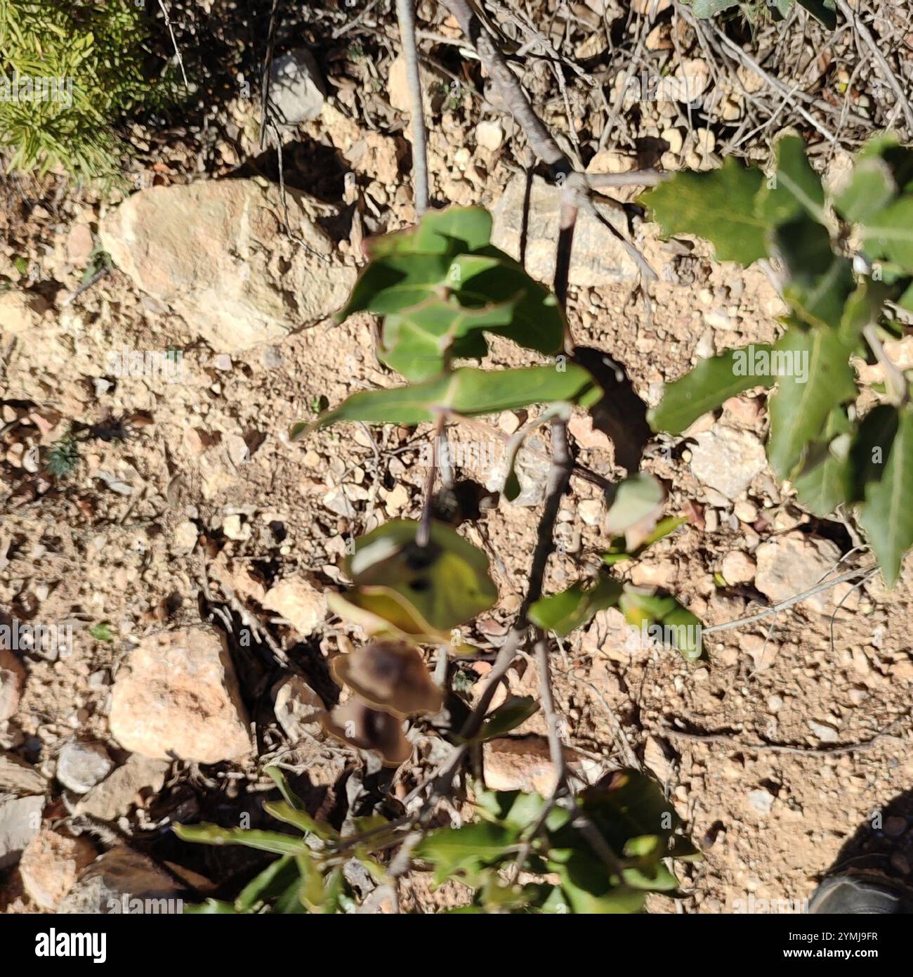 Mediterranean Honeysuckle (Lonicera implexa Stock Photo - Alamy