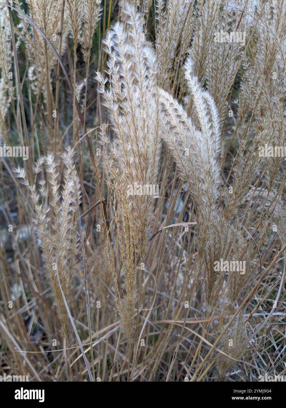Chinese silver grass (Miscanthus sinensis Stock Photo - Alamy