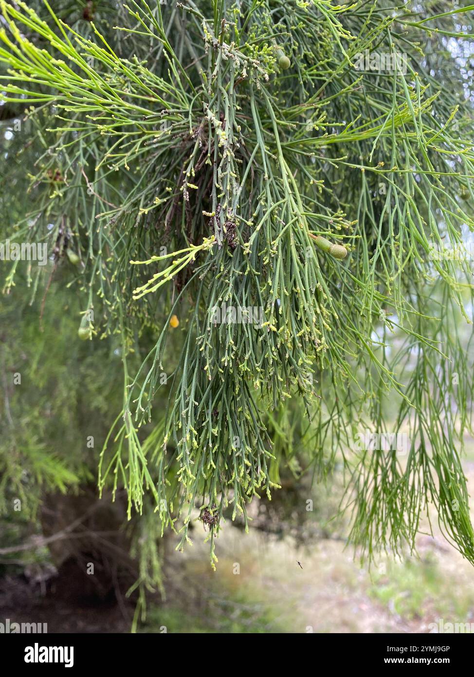 Exocarpos cupressiformis hi-res stock photography and images - Alamy