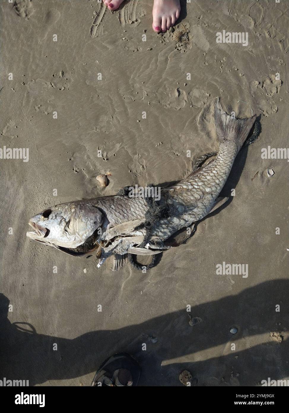 Red Drum (Sciaenops ocellatus Stock Photo - Alamy