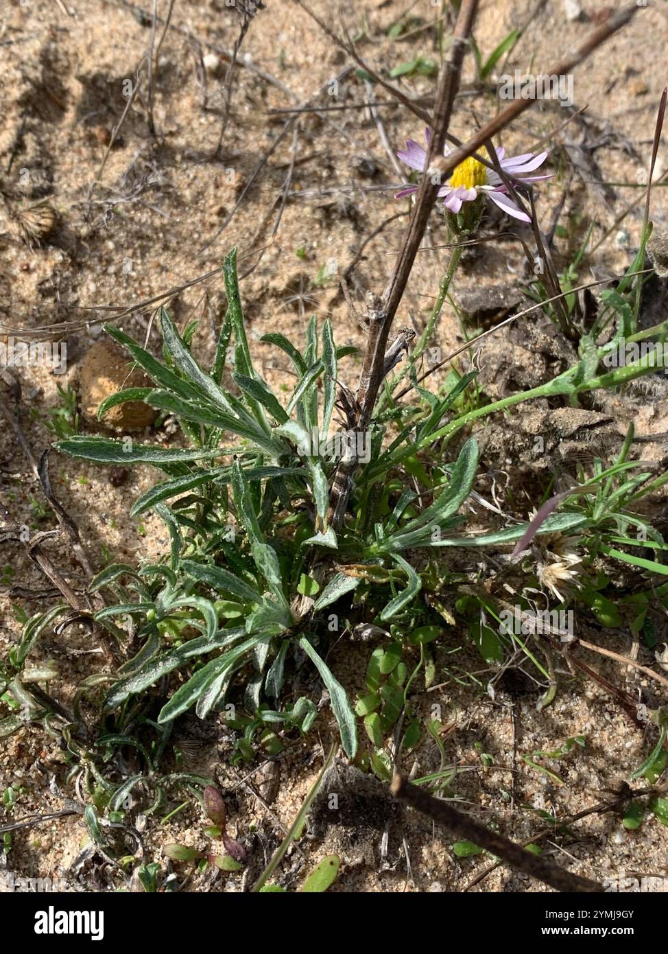 Corethrogyne filaginifolia hi-res stock photography and images - Alamy