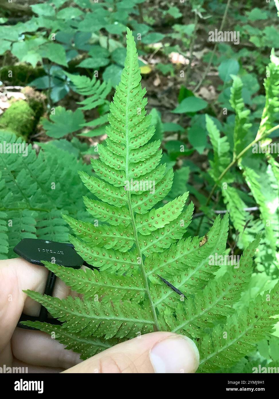 wood ferns (Dryopteris Stock Photo - Alamy