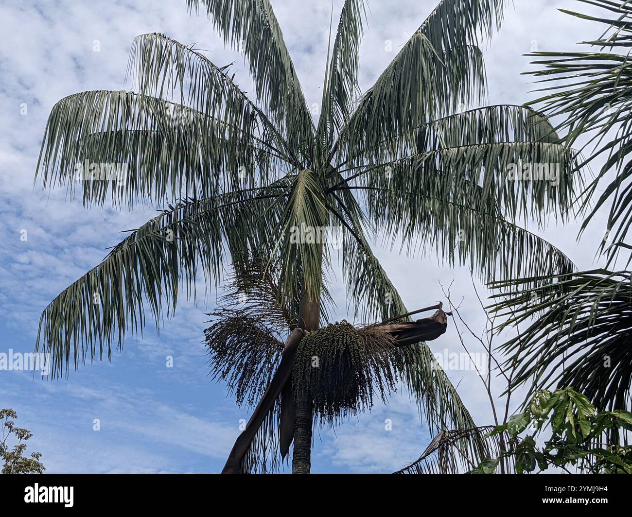 Euterpe precatoria hi-res stock photography and images - Alamy