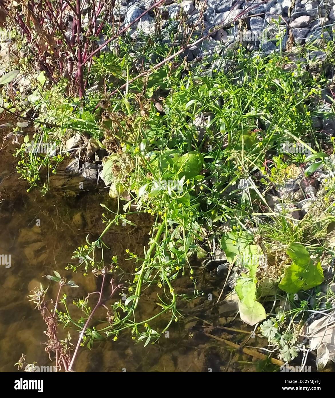 Amphibious Yellowcress (Rorippa amphibia Stock Photo - Alamy