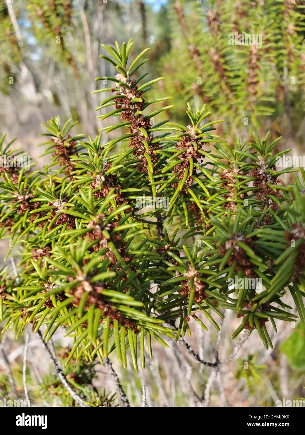 Florida rosemary (Ceratiola ericoides Stock Photo - Alamy
