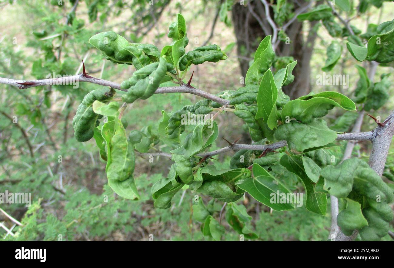 buffalo-thorn (Ziziphus mucronata Stock Photo - Alamy