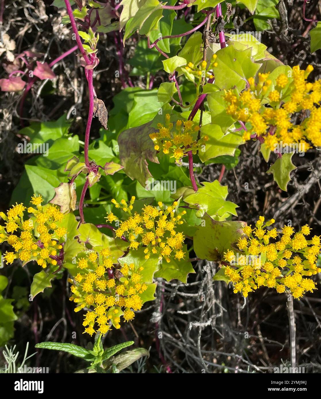 Cape-ivy (Delairea odorata Stock Photo - Alamy