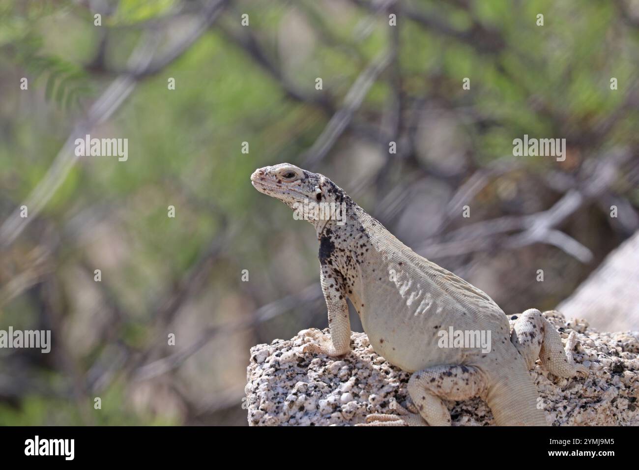 Chuckwalla Lizard, Sauromalus ater, perched on boulder in desert Stock ...