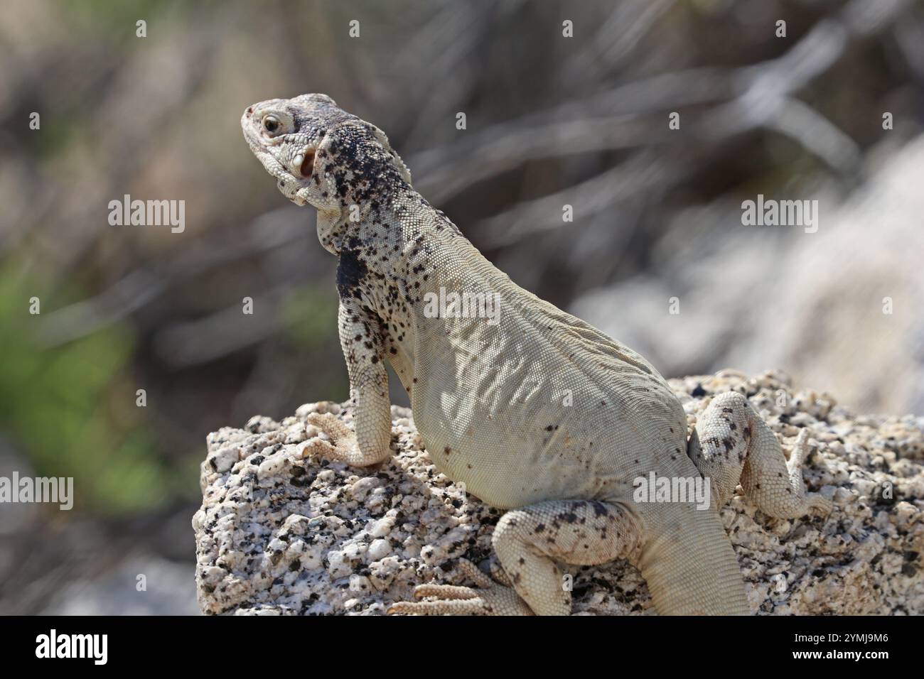 Dorsal view of lizard hi-res stock photography and images - Alamy