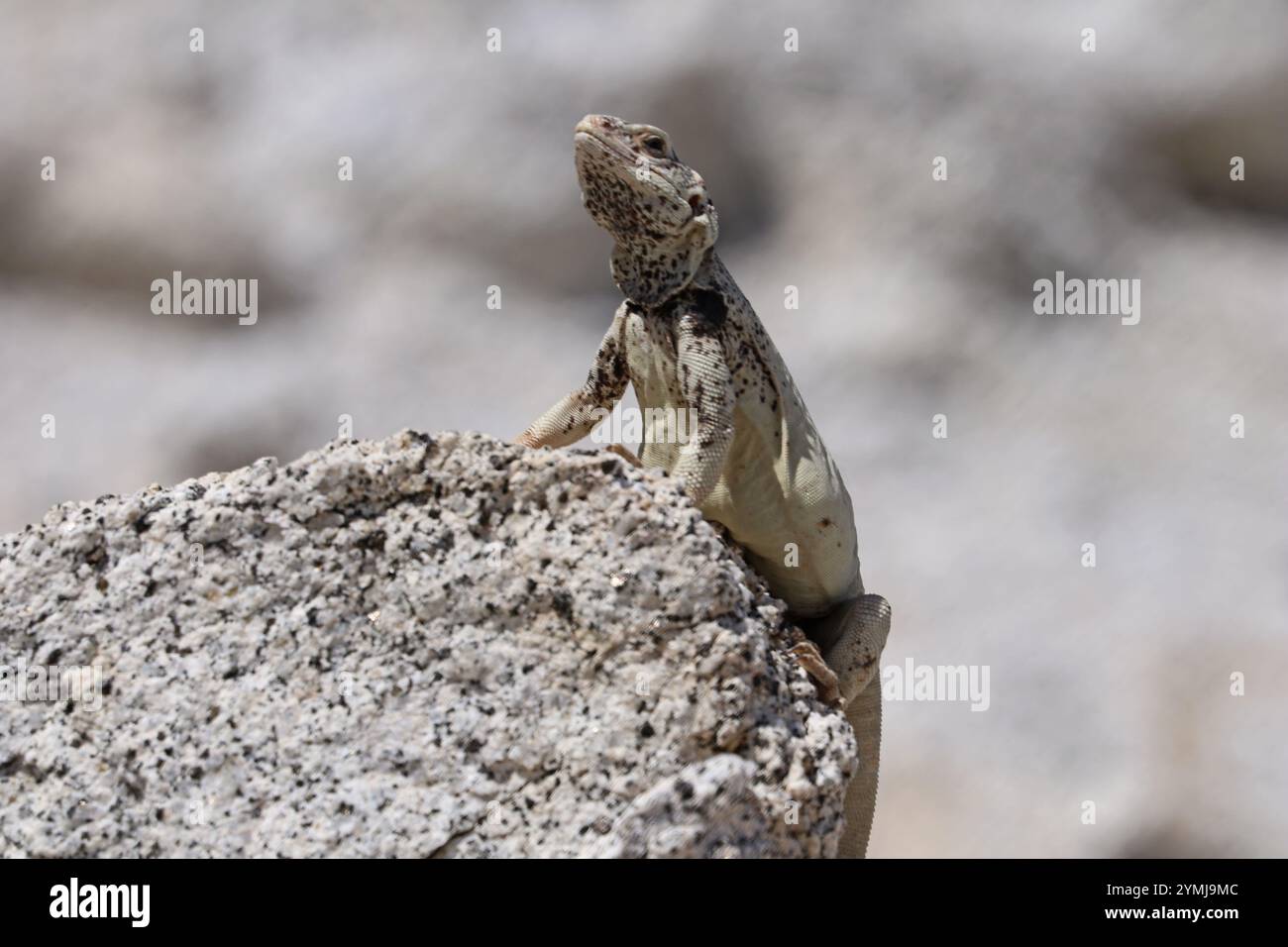 Desert lizards reptiles hi-res stock photography and images - Alamy