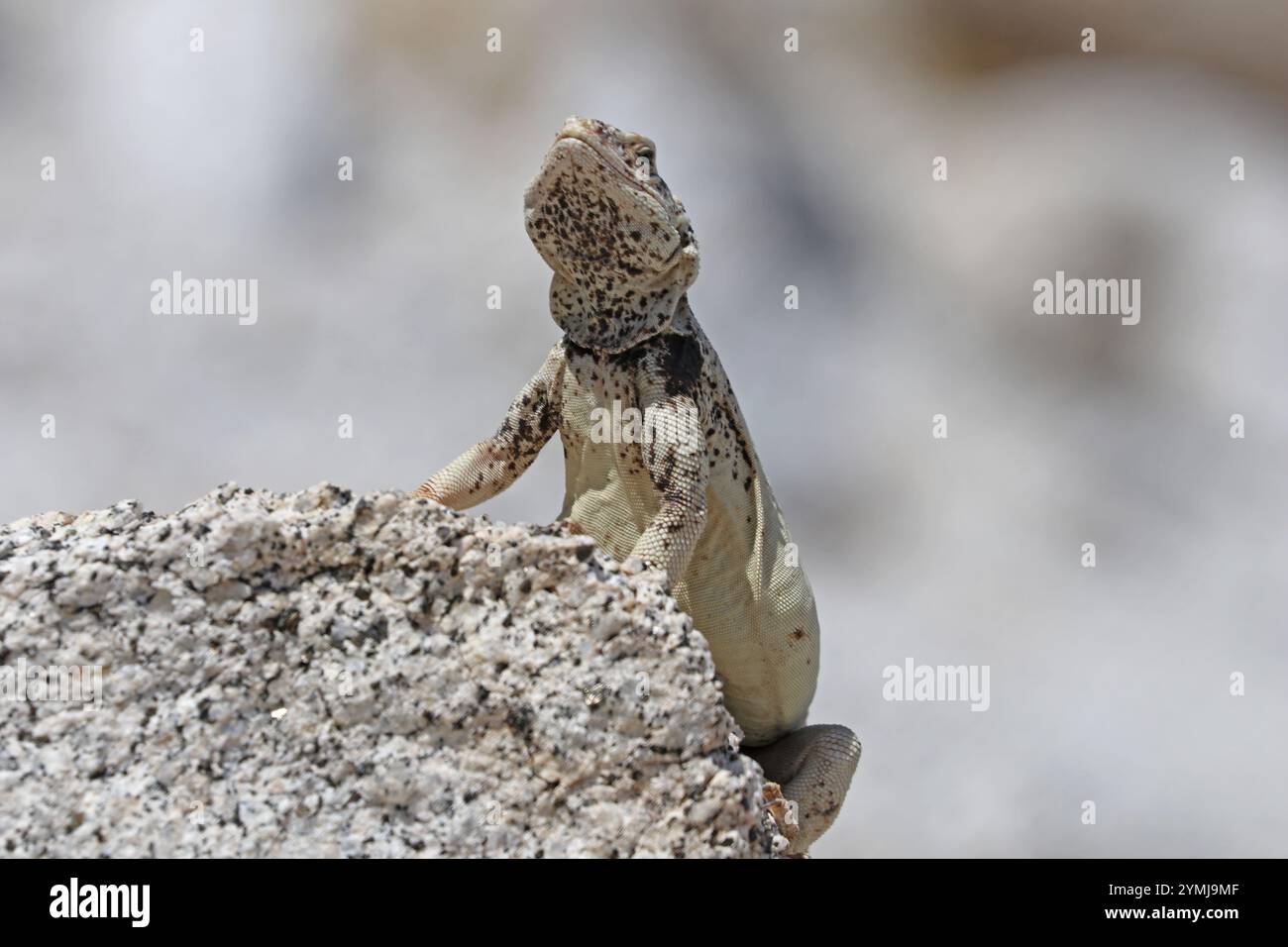 Underside of Chuckwalla Lizard, Sauromalus ater Stock Photo - Alamy