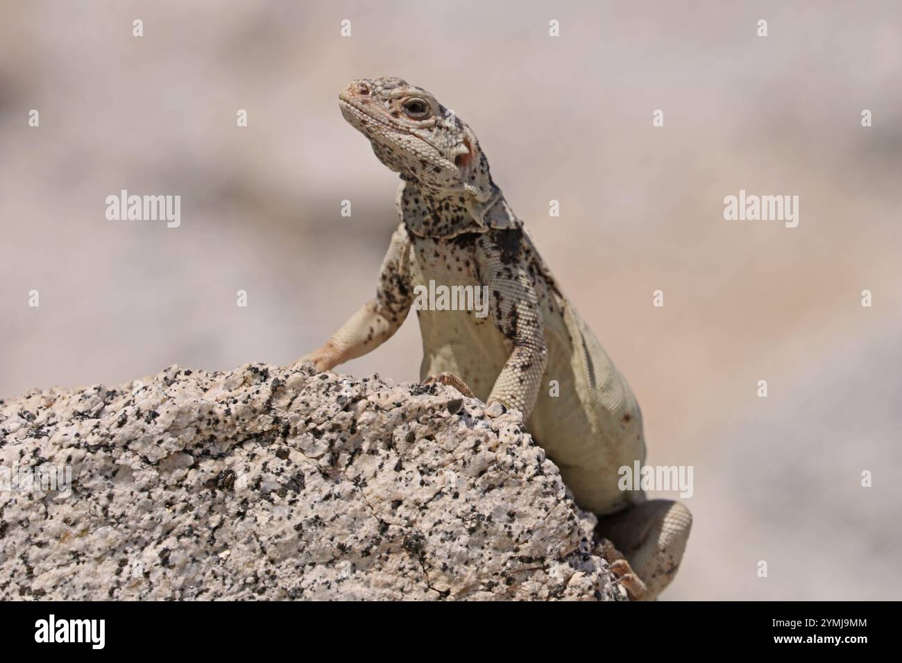 Close Up Chuckwalla Lizard Basking on Boulder Stock Photo - Alamy