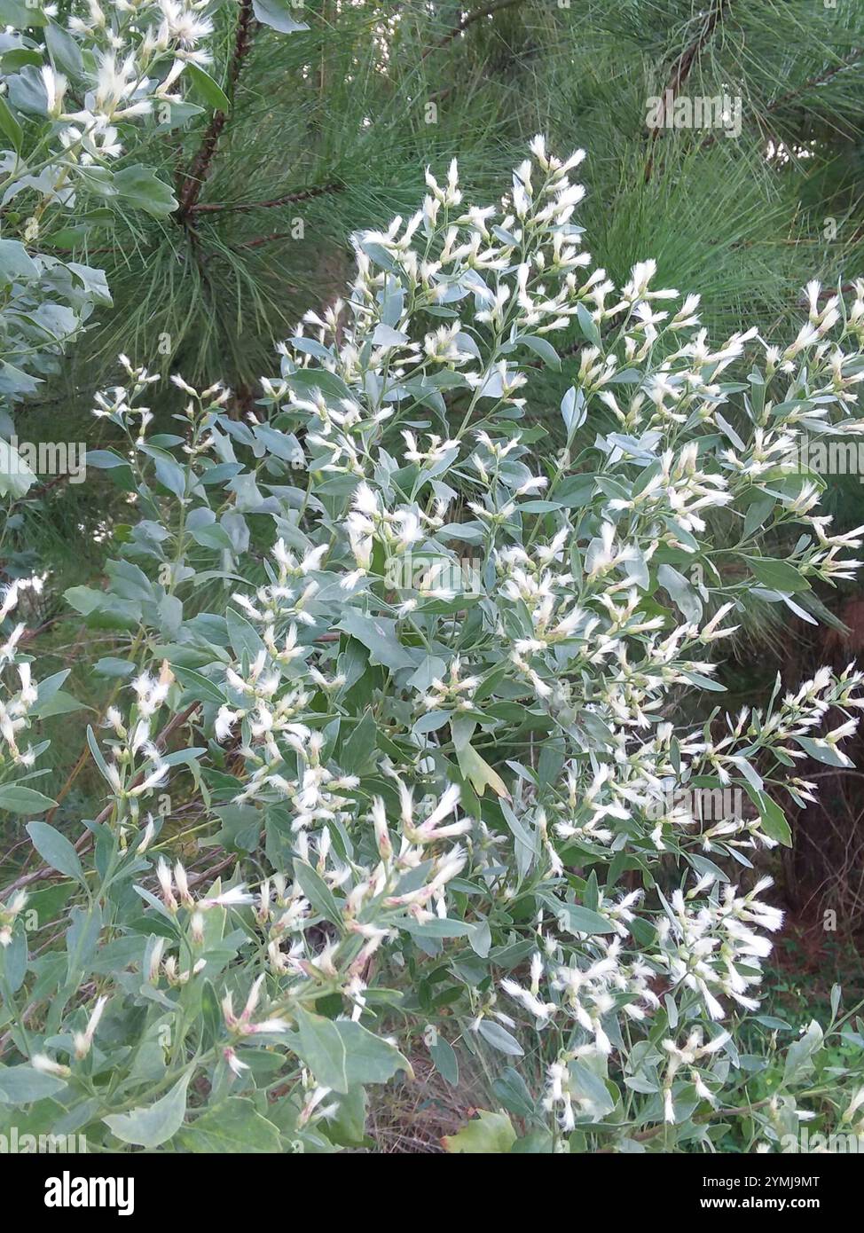 groundsel tree (Baccharis halimifolia Stock Photo - Alamy