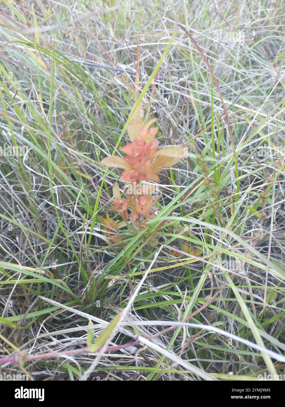 Slender Three-seeded Mercury (Acalypha gracilens Stock Photo - Alamy