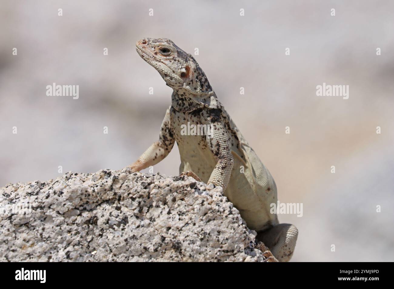 Chuckwalla Lizard Basking on Boulder Stock Photo - Alamy