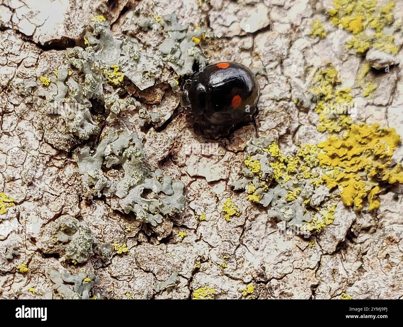 Twice-stabbed Lady Beetle (Chilocorus stigma Stock Photo - Alamy