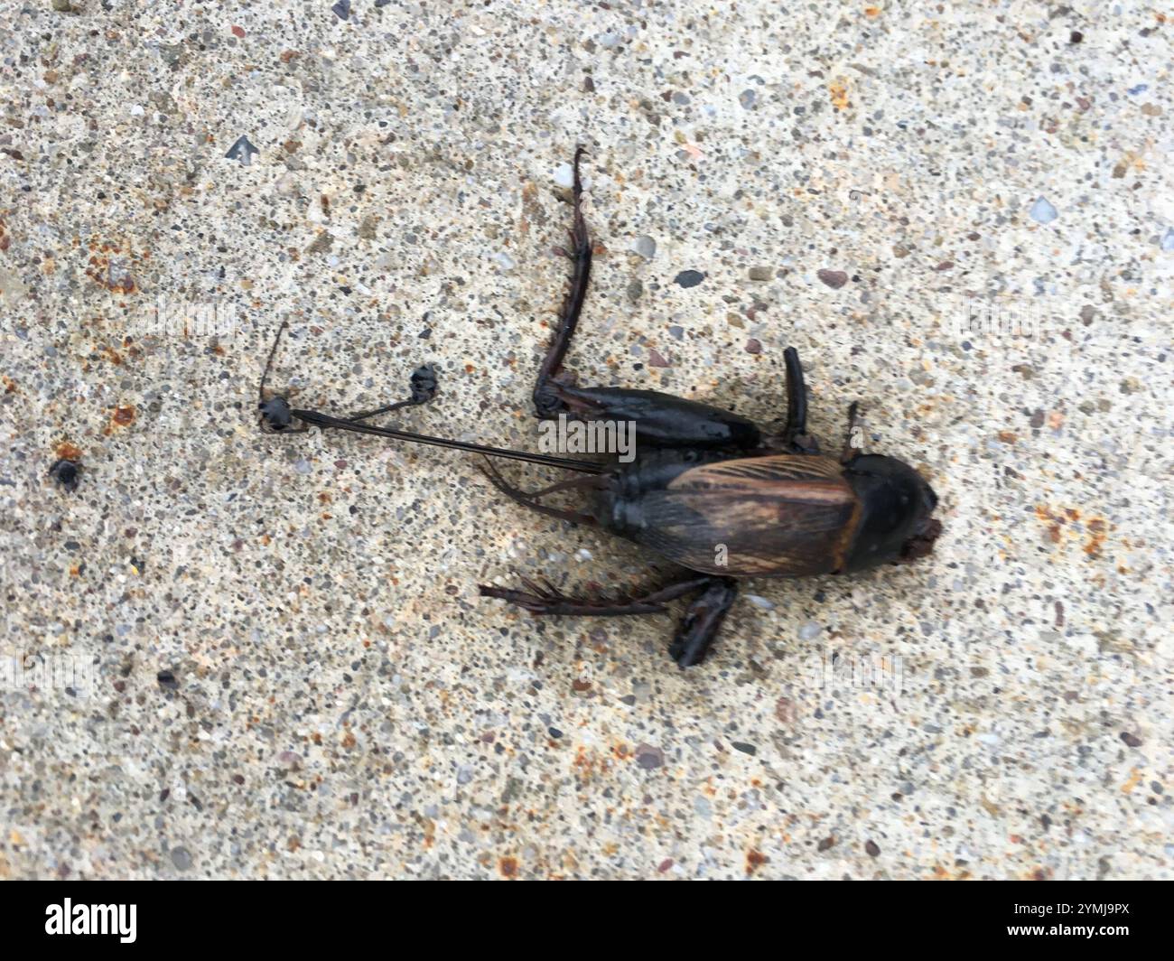 Fall Field Cricket (Gryllus pennsylvanicus Stock Photo - Alamy
