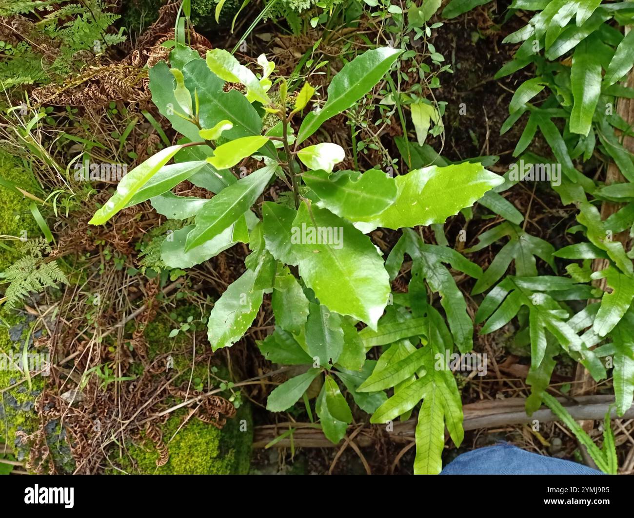 Hedycarya arborea hedycarya arborea hi-res stock photography and images ...