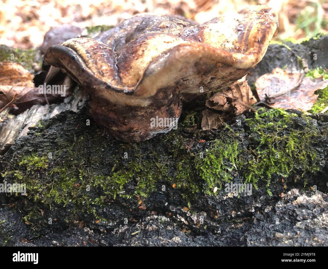 Red-banded Polypore (Fomitopsis pinicola Stock Photo - Alamy
