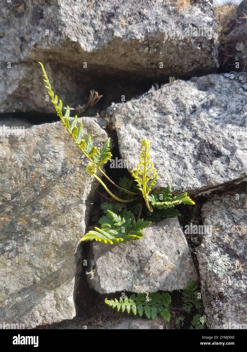 Silverback and Goldback Ferns (Pityrogramma Stock Photo - Alamy