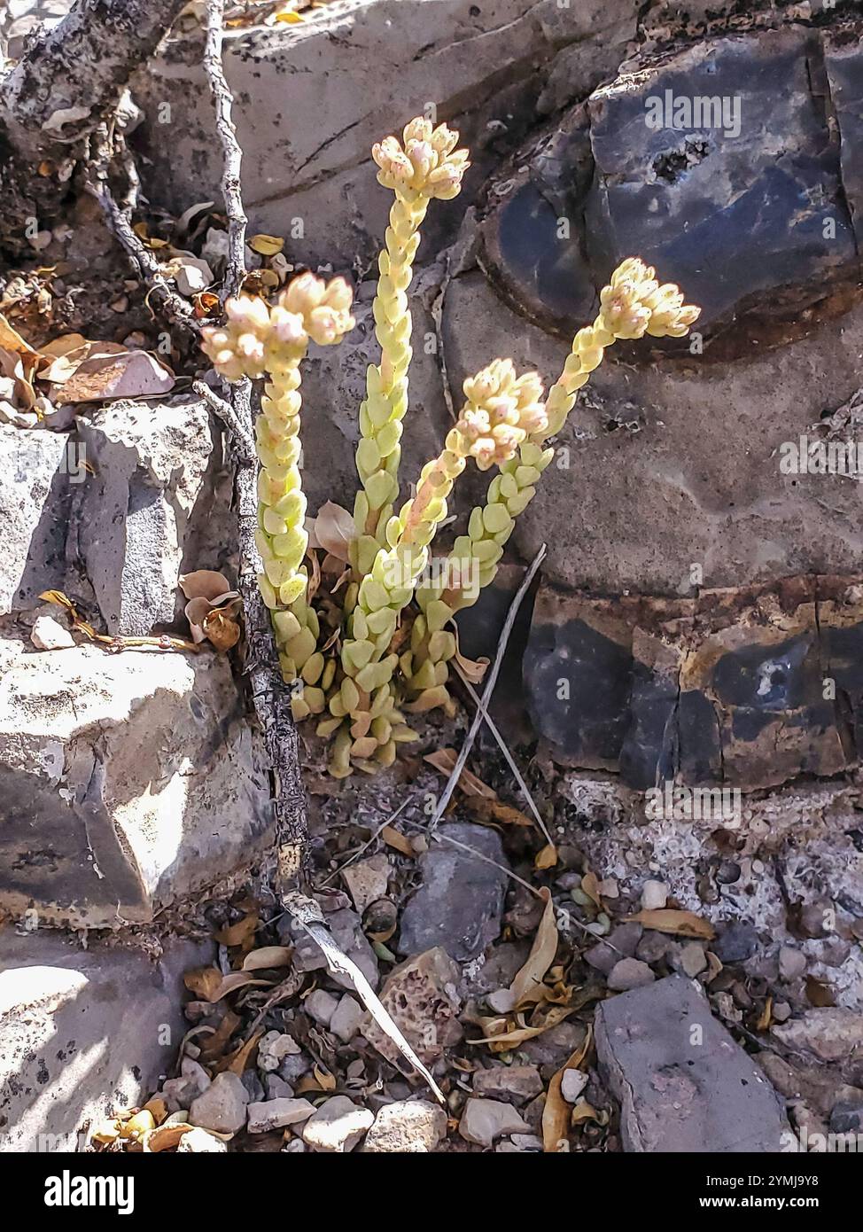 stonecrop family (Crassulaceae Stock Photo - Alamy