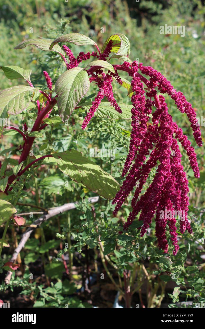 Love-lies-bleeding (Amaranthus caudatus Stock Photo - Alamy