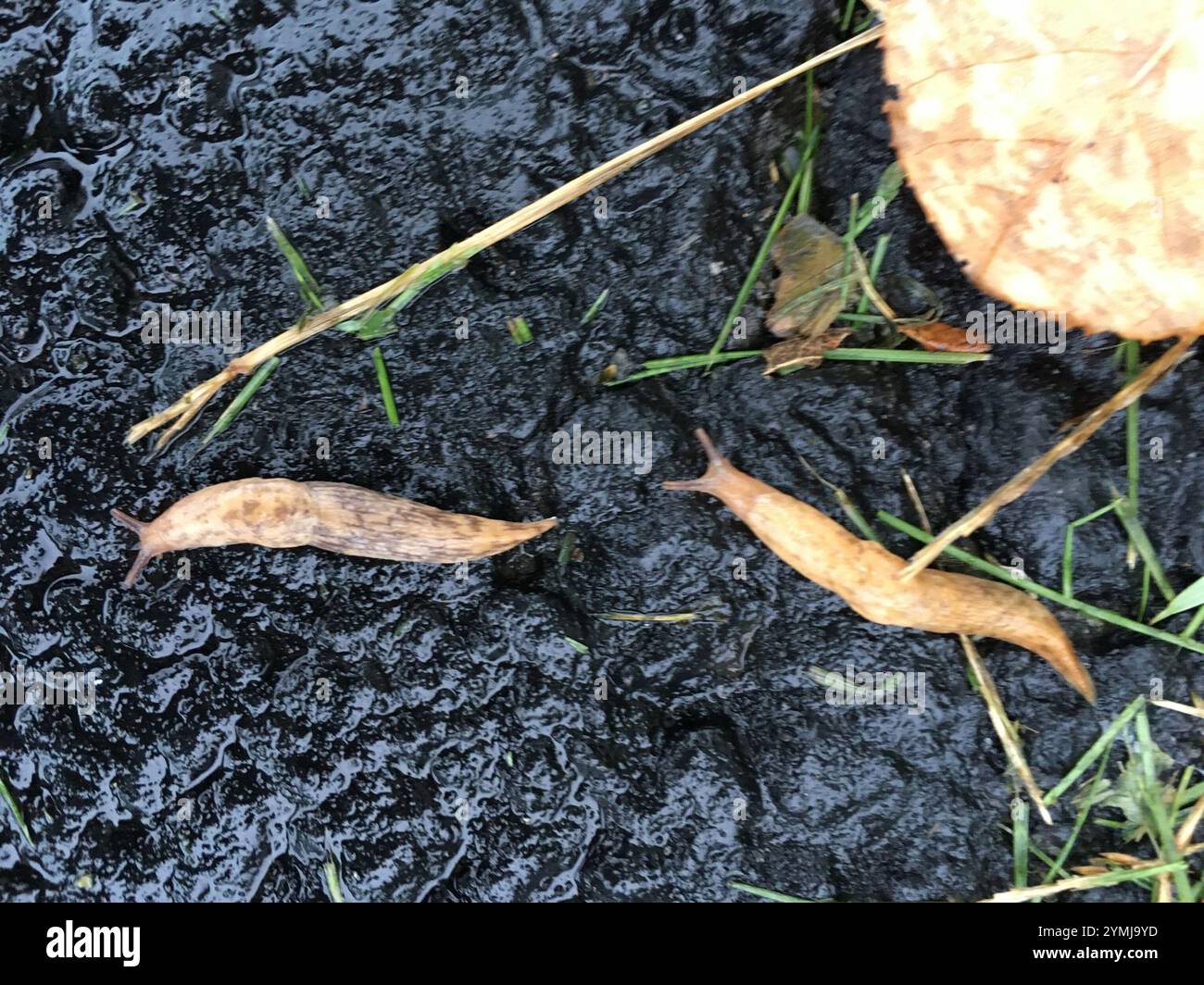 Milky Slug (Deroceras reticulatum Stock Photo - Alamy