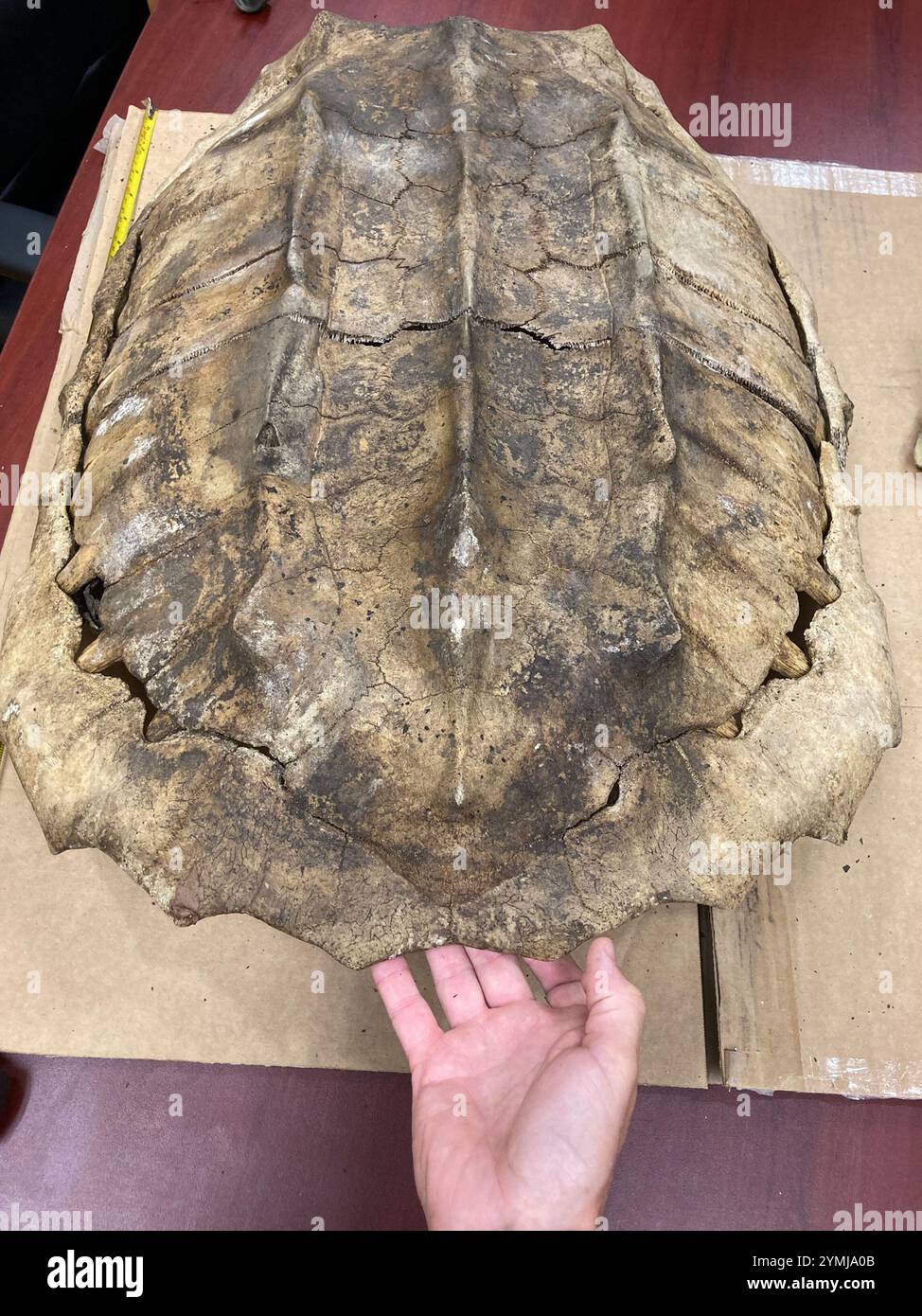 Alligator Snapping Turtle (Macrochelys temminckii Stock Photo - Alamy