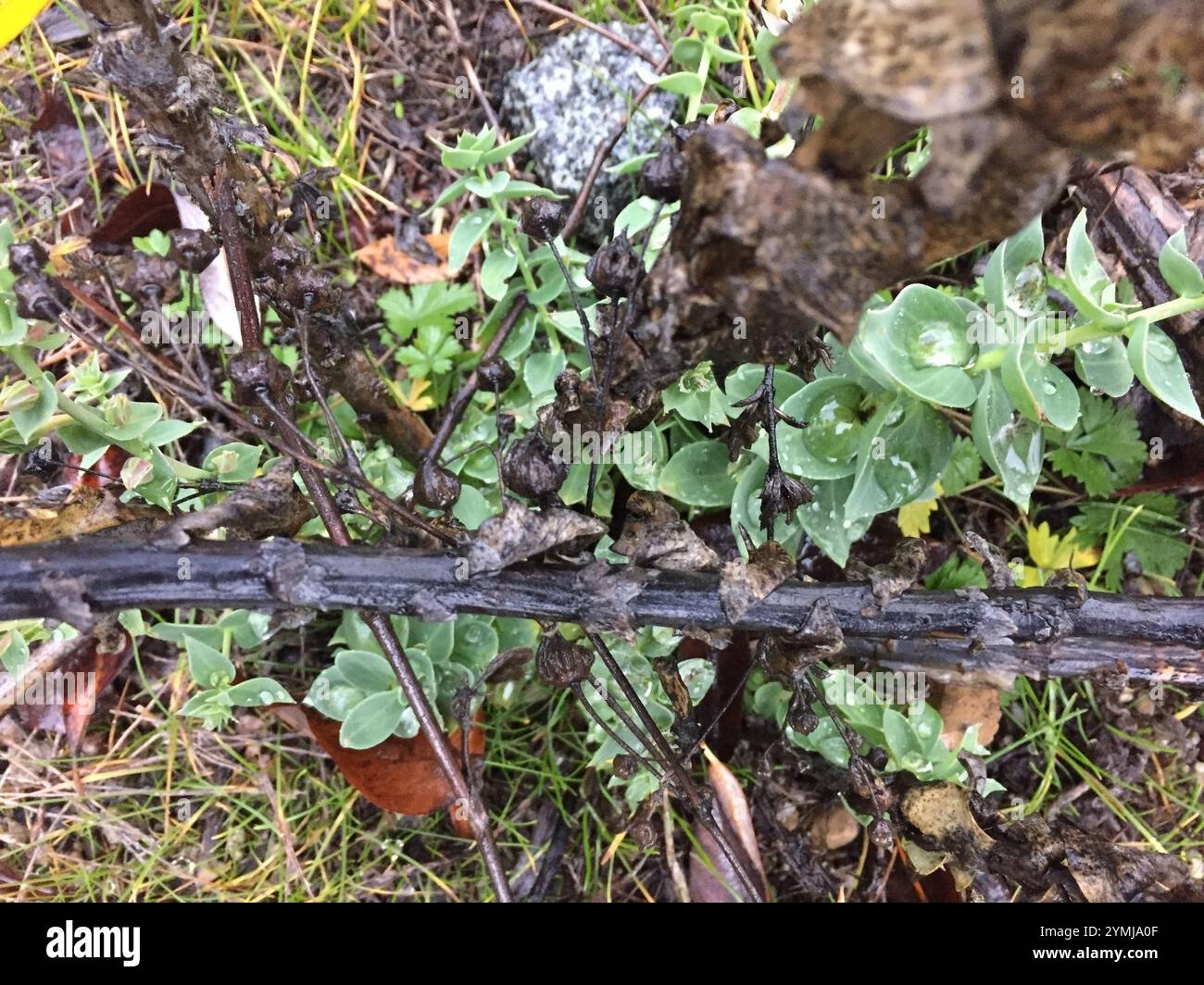 Balkan toadflax (Linaria dalmatica Stock Photo - Alamy