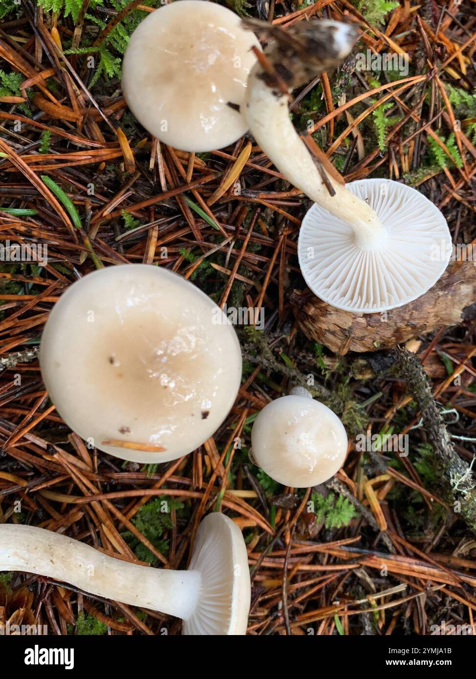 Fragrant Funnel (Clitocybe fragrans Stock Photo - Alamy