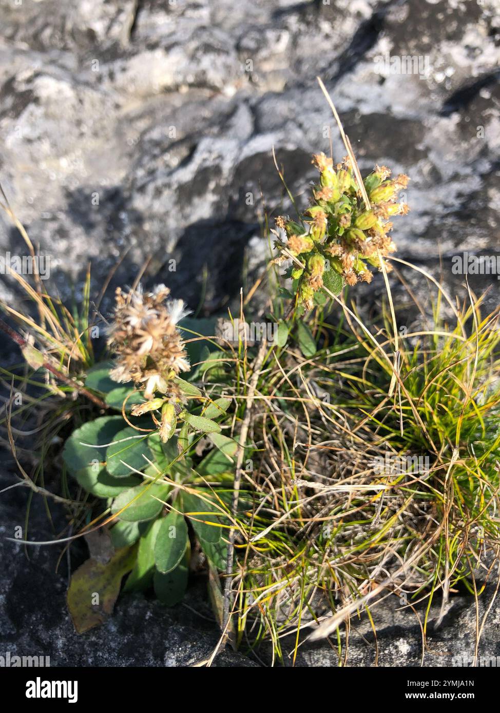 Hairy Goldenrod (Solidago hispida Stock Photo - Alamy