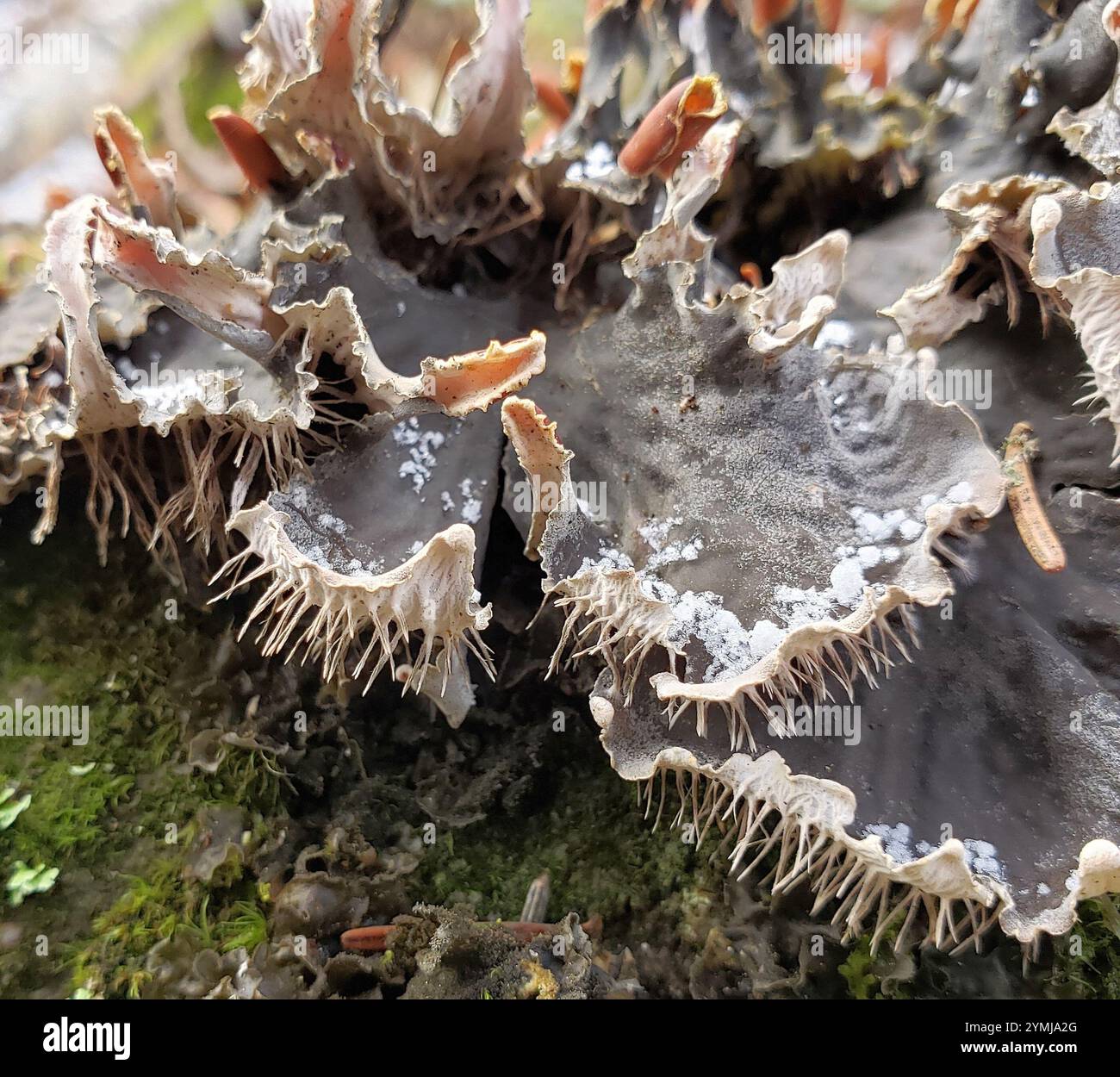 membranous pelt lichen (Peltigera membranacea Stock Photo - Alamy