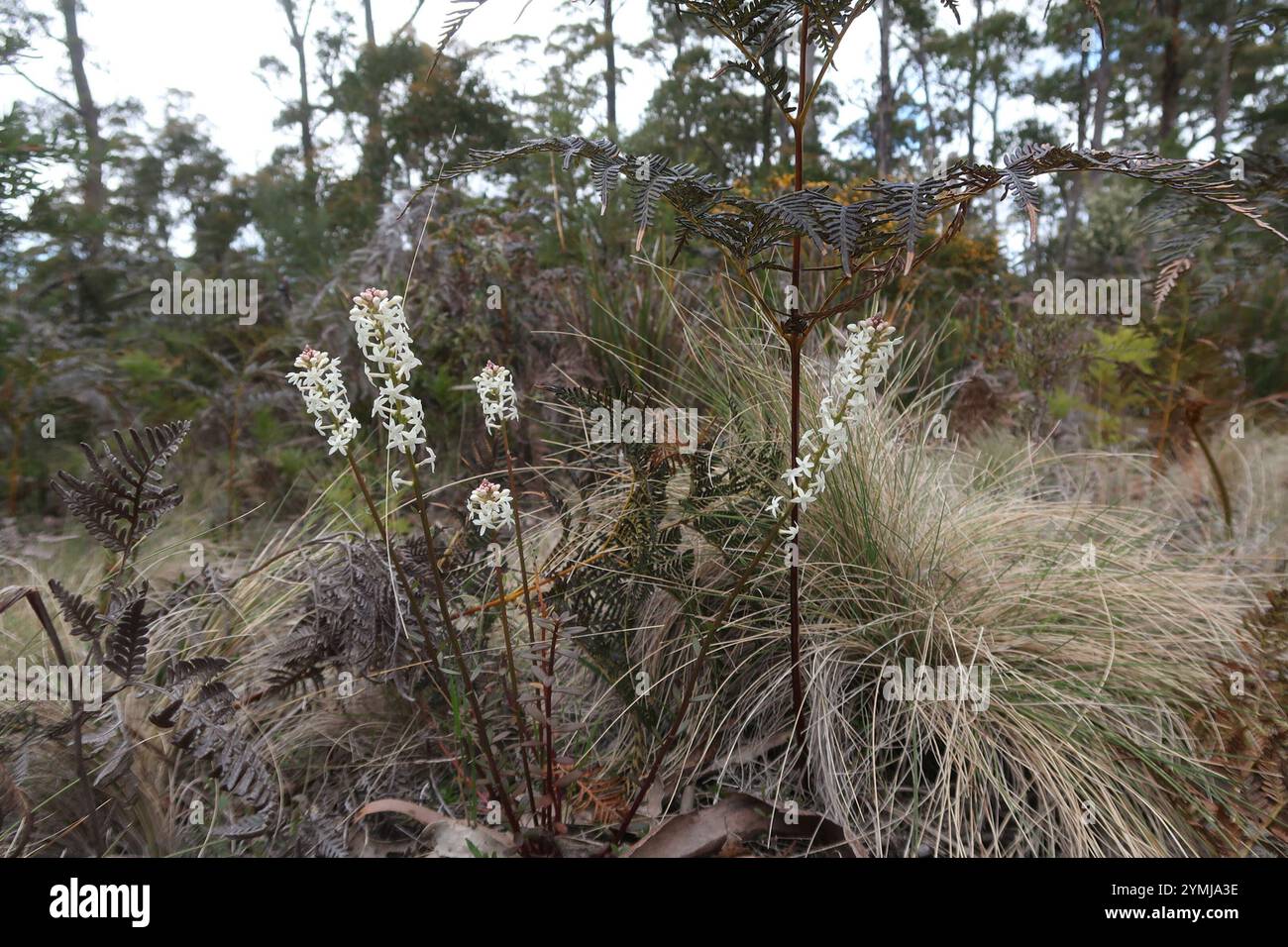 Creamy Candles (Stackhousia monogyna Stock Photo - Alamy