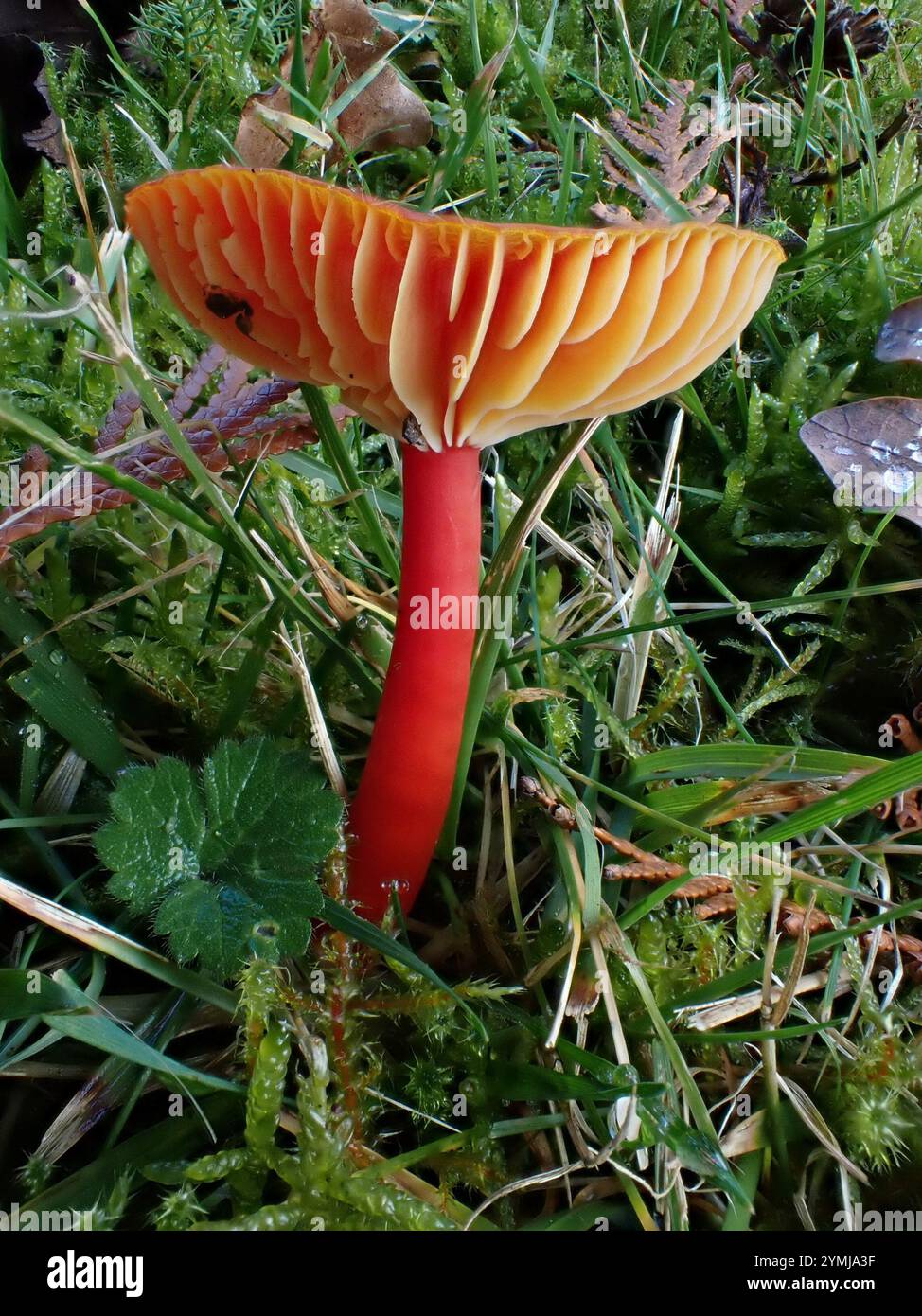 Scarlet Waxy Cap (Hygrocybe coccinea Stock Photo - Alamy