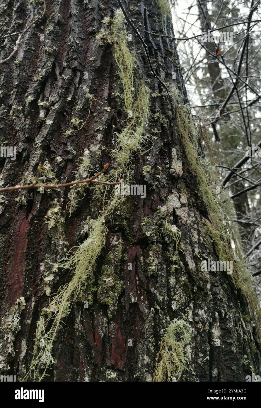 Fishbone beard lichen hi-res stock photography and images - Alamy