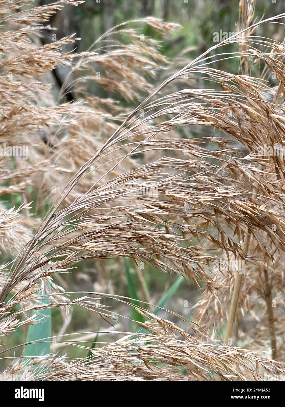 common reed (Phragmites australis Stock Photo - Alamy