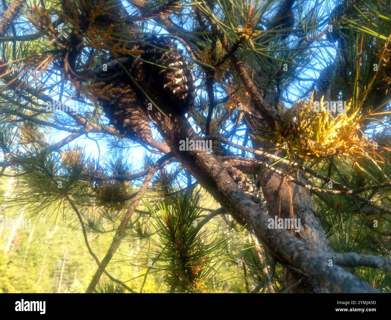 knobcone pine (Pinus attenuata Stock Photo - Alamy