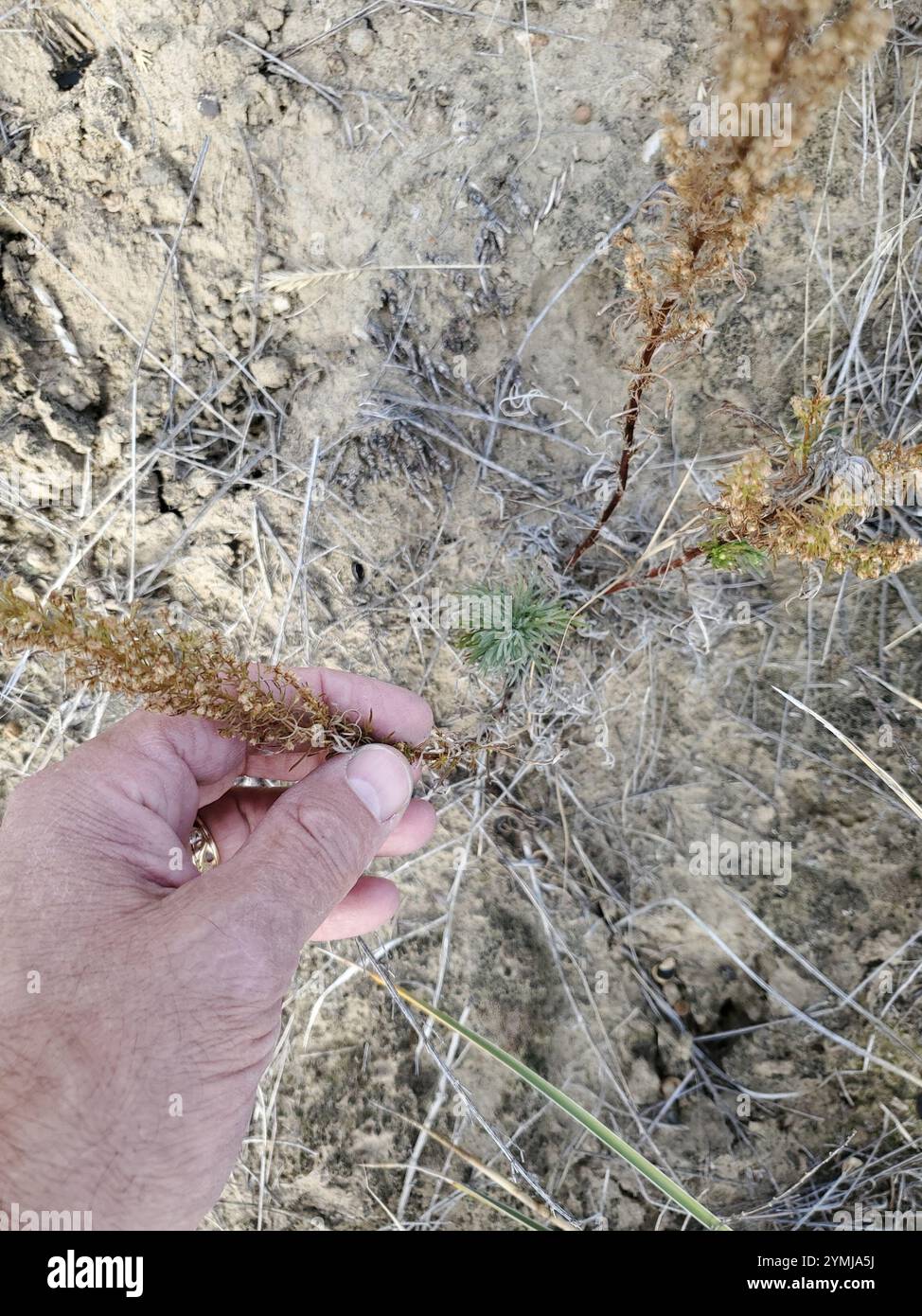 Field Sagewort (Artemisia campestris Stock Photo - Alamy