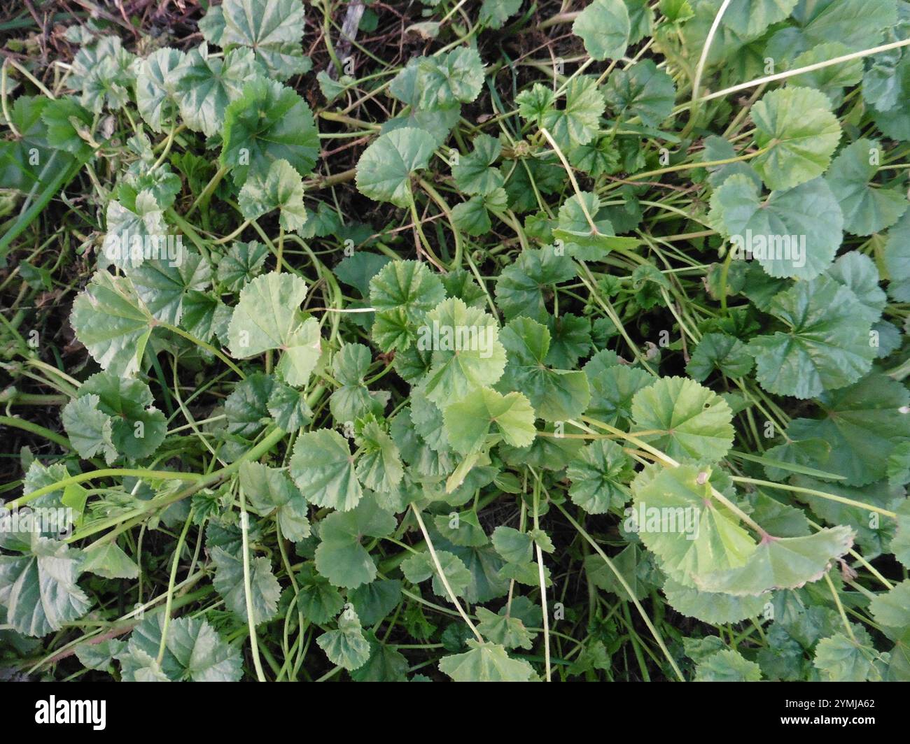 Small Mallow (Malva pusilla Stock Photo - Alamy