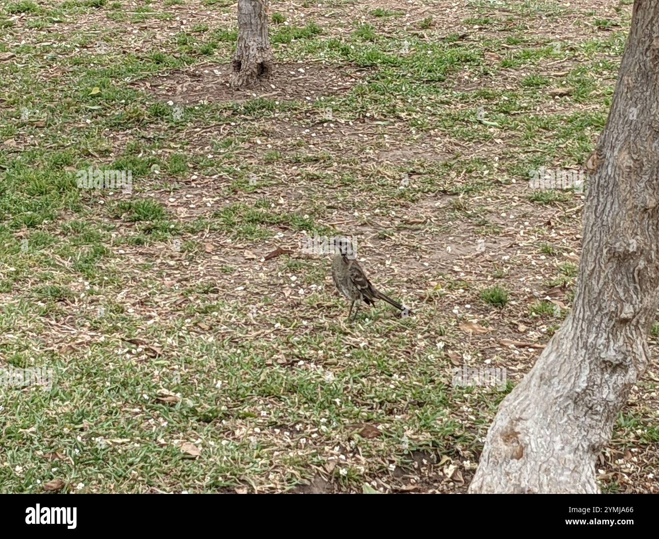 Long-tailed Mockingbird (Mimus longicaudatus Stock Photo - Alamy