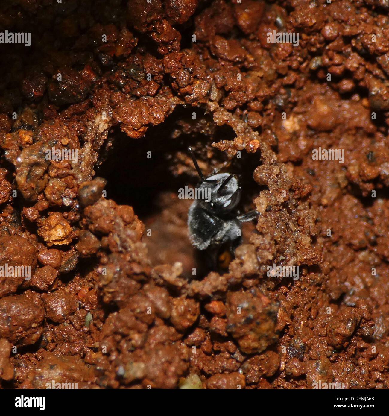 Mopane Stingless Bee (Plebeina armata Stock Photo - Alamy