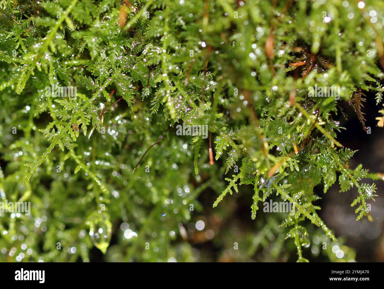 delicate fern moss (Thuidium delicatulum Stock Photo - Alamy