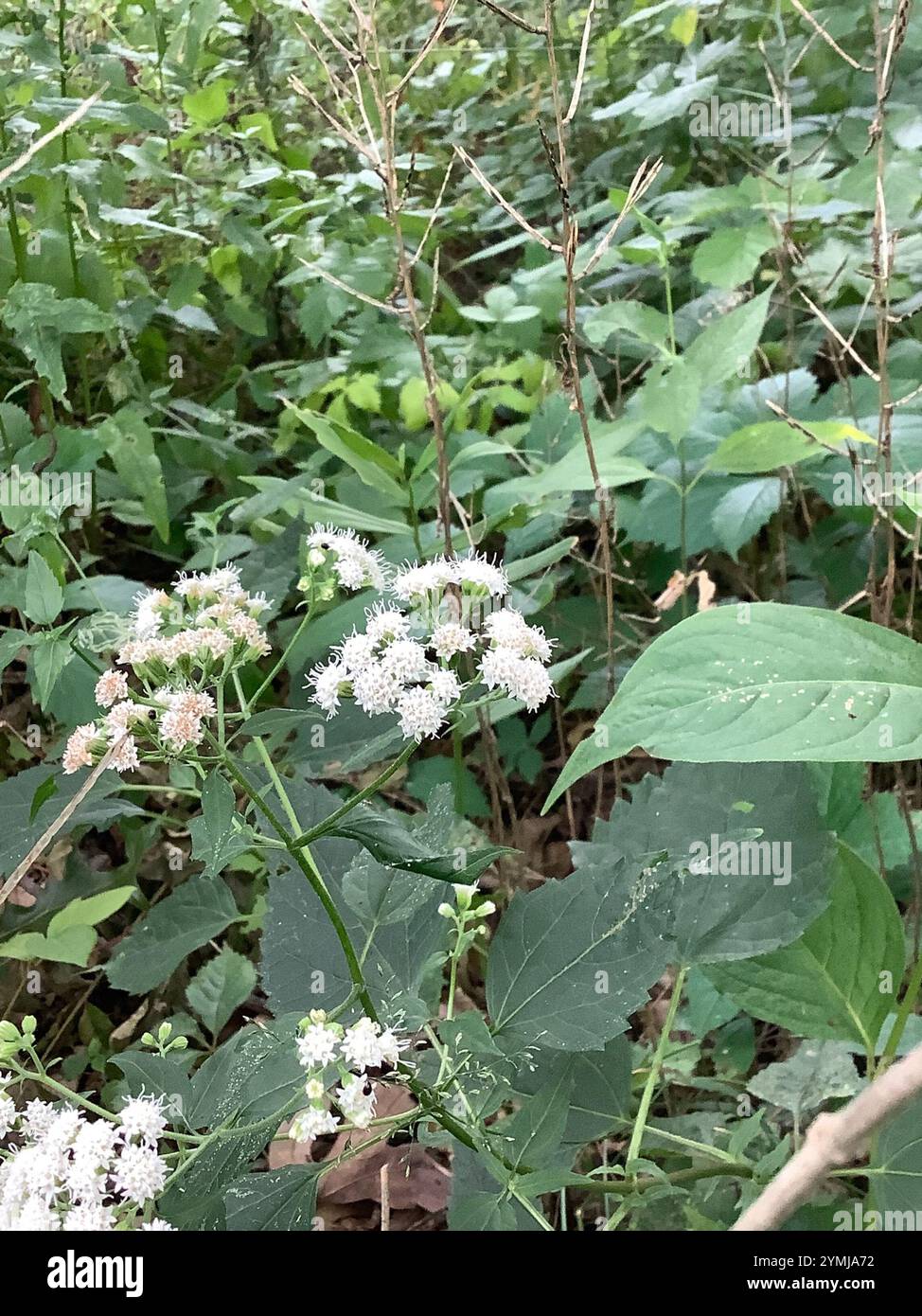 white snakeroot (Ageratina altissima Stock Photo - Alamy
